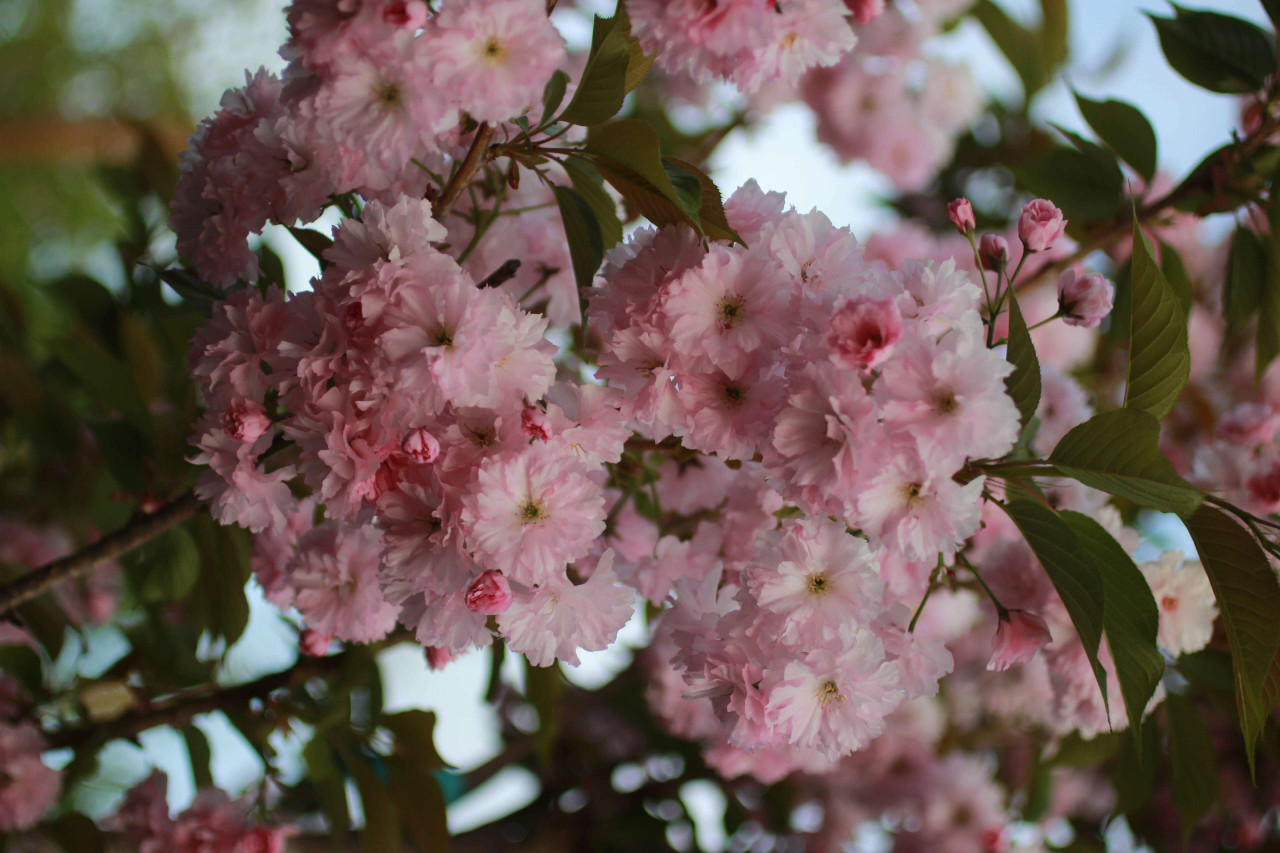 Prunus laurocerasus 'Zabeliana' - Devil Mountain Wholesale Nursery