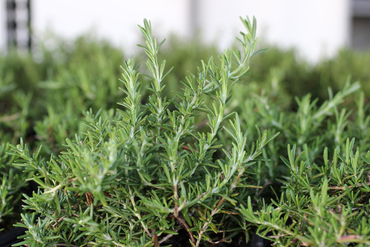 Rosmarinus officinalis 'Tuscan Blue' - Devil Mountain Wholesale Nursery