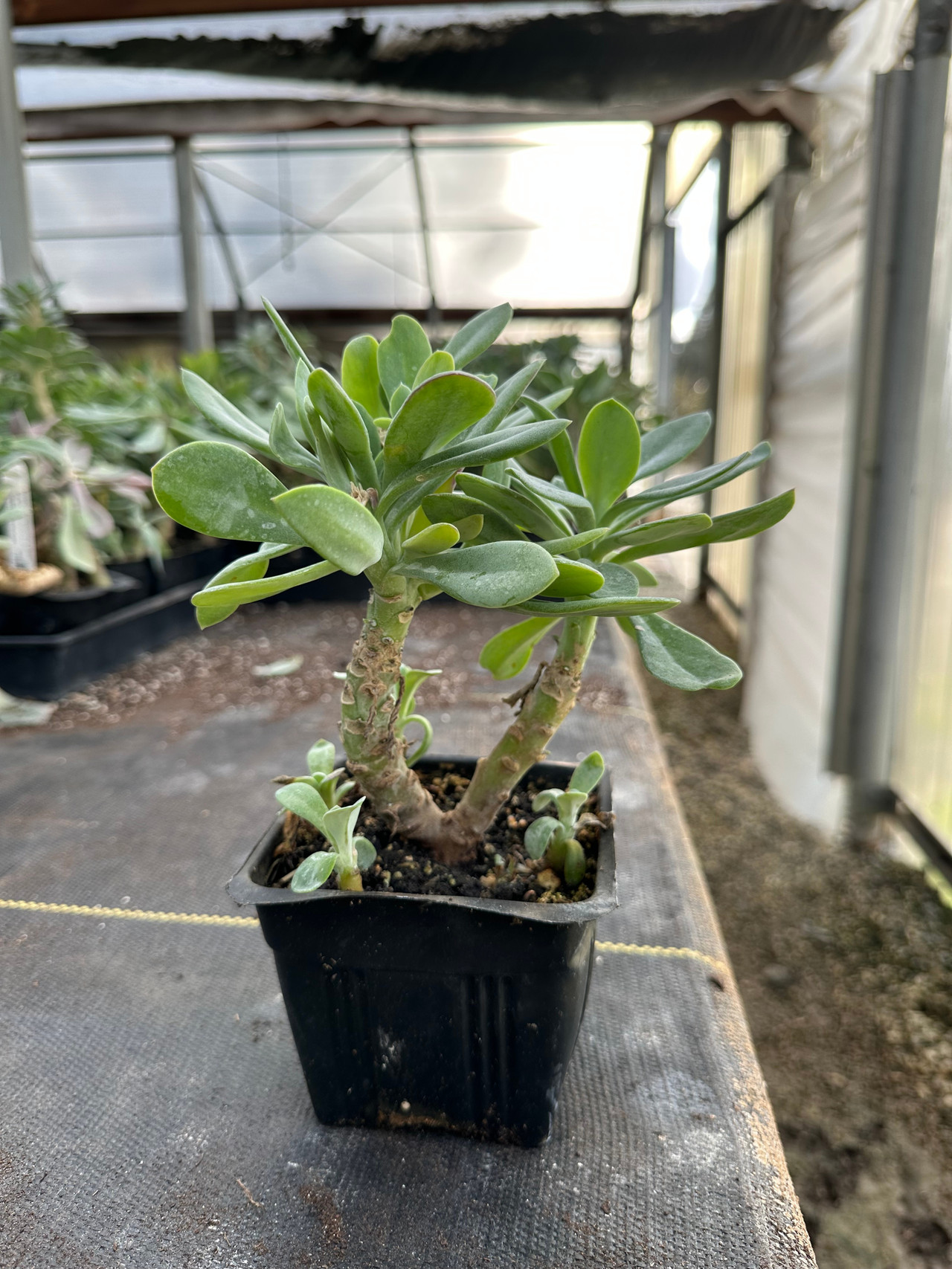 Senecio cephalophorus 'Blazin' Glory' - Devil Mountain Wholesale Nursery