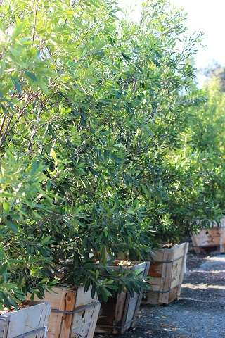 Tristania laurina 'Elegant' - Devil Mountain Wholesale Nursery