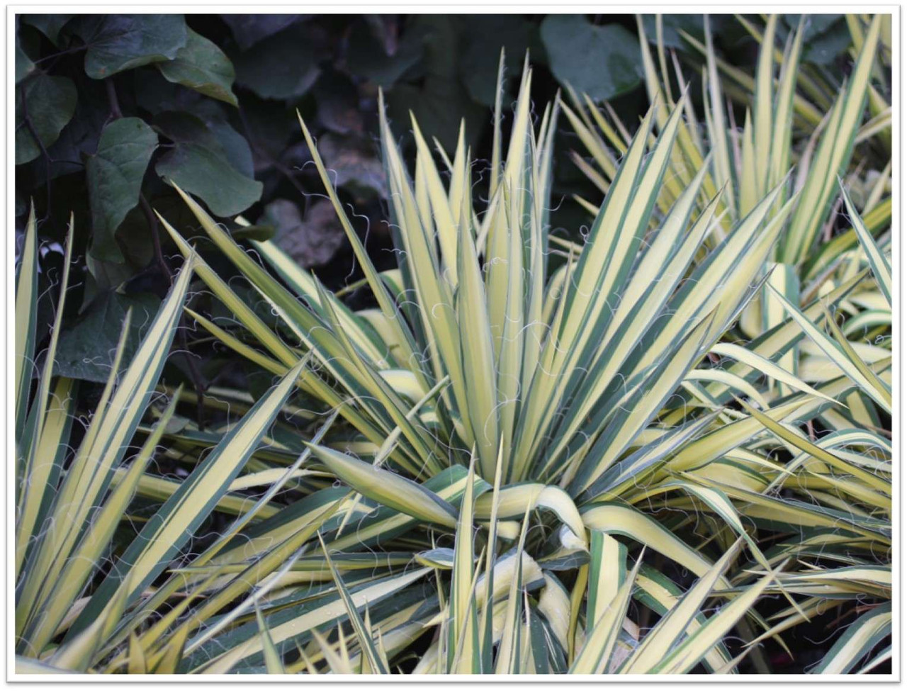 Yucca 'Color Guard' - Devil Mountain Wholesale Nursery