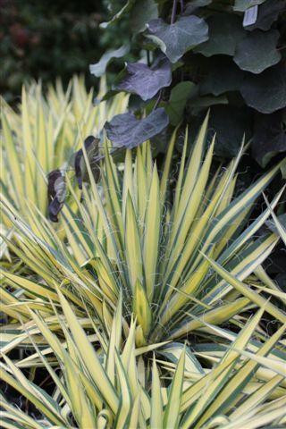 Yucca 'Color Guard' - Devil Mountain Wholesale Nursery