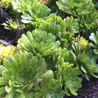 Aeonium 'Cyclops' - Devil Mountain Wholesale Nursery
