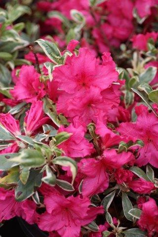 Azalea 'Red Ruffles Variegata' (Dark Pink) - Devil Mountain Wholesale ...