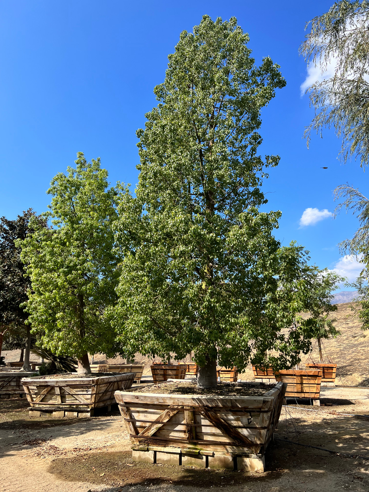 Brachychiton populneus - Devil Mountain Wholesale Nursery