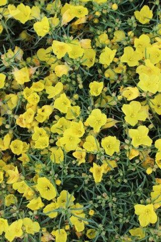 Calylophus drummondianus - Devil Mountain Wholesale Nursery