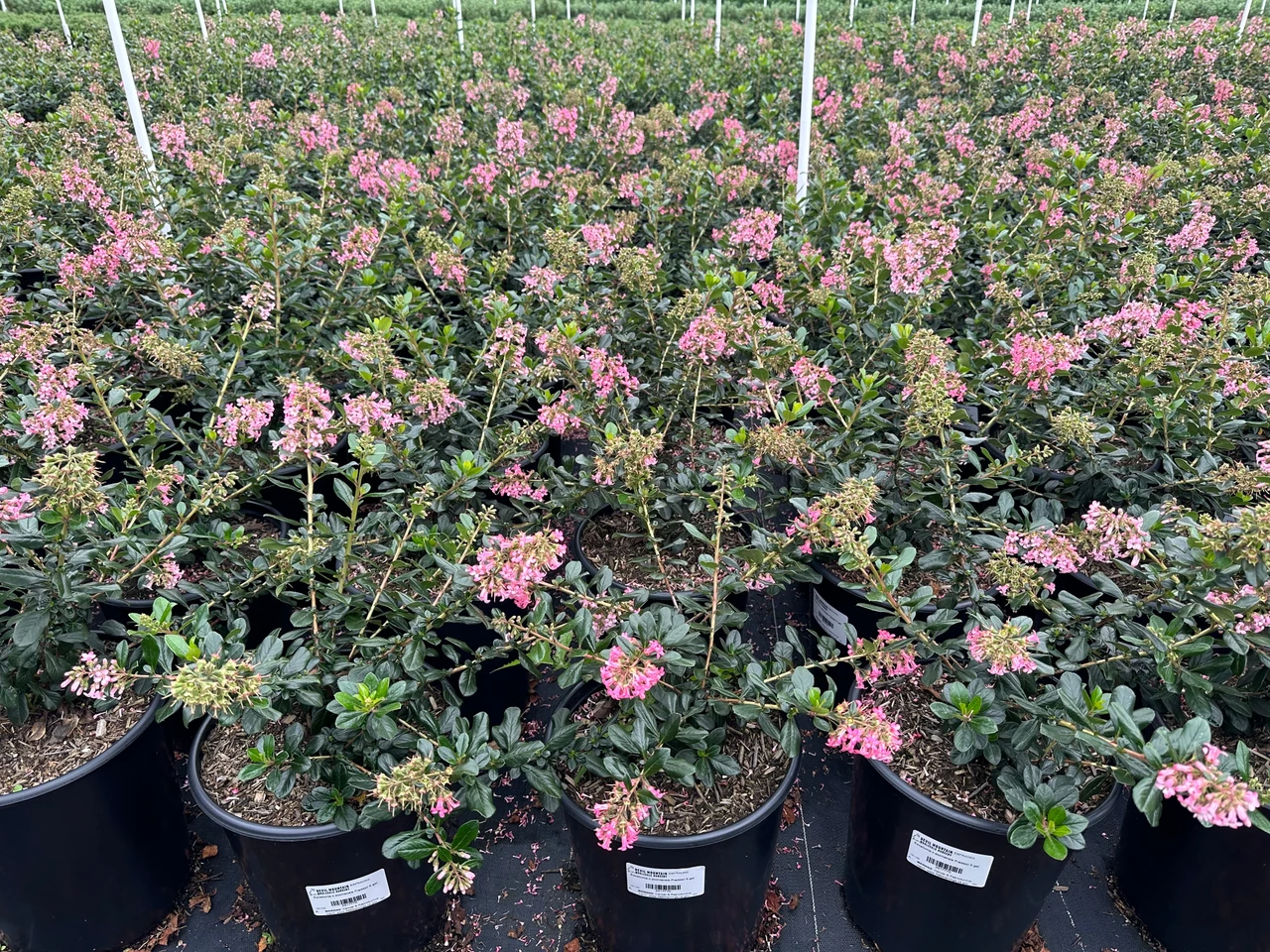 Escallonia 'Compacta' - Devil Mountain Wholesale Nursery