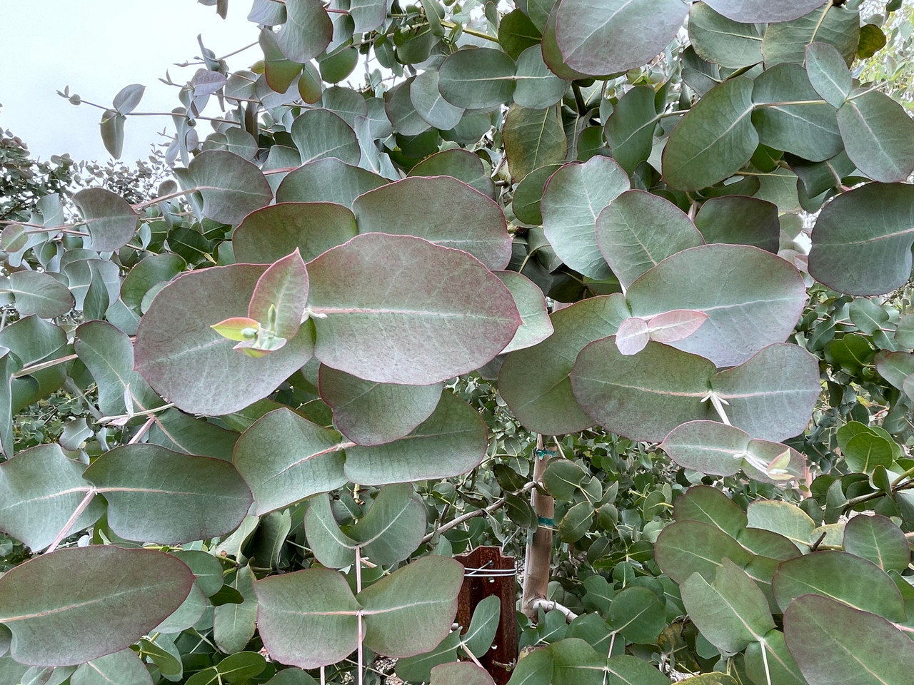 Eucalyptus lunata 'Moon Lagoon' - Devil Mountain Wholesale Nursery