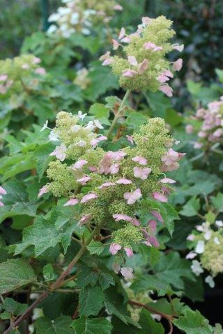 Hydrangea quercifolia 'Pee Wee' - Devil Mountain Wholesale Nursery