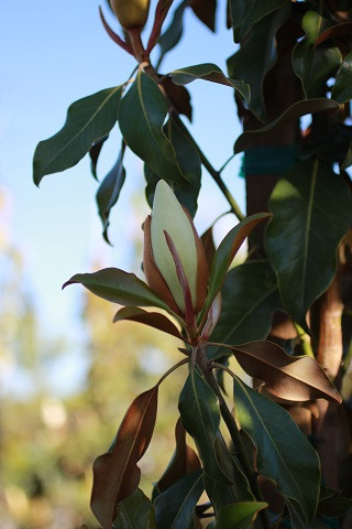 Magnolia grandiflora 'Kay Parris' - Devil Mountain Wholesale Nursery