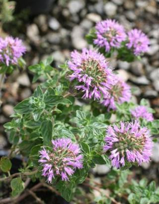 Monardella villosa 'Russian River' - Devil Mountain Wholesale Nursery