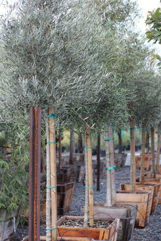 Olea europaea 'Arizona Fruitless' - Devil Mountain Wholesale Nursery