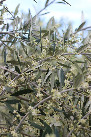 Olea europaea 'Wilsonii' - Devil Mountain Wholesale Nursery