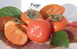Persimmon 'Fuyu' - Devil Mountain Wholesale Nursery