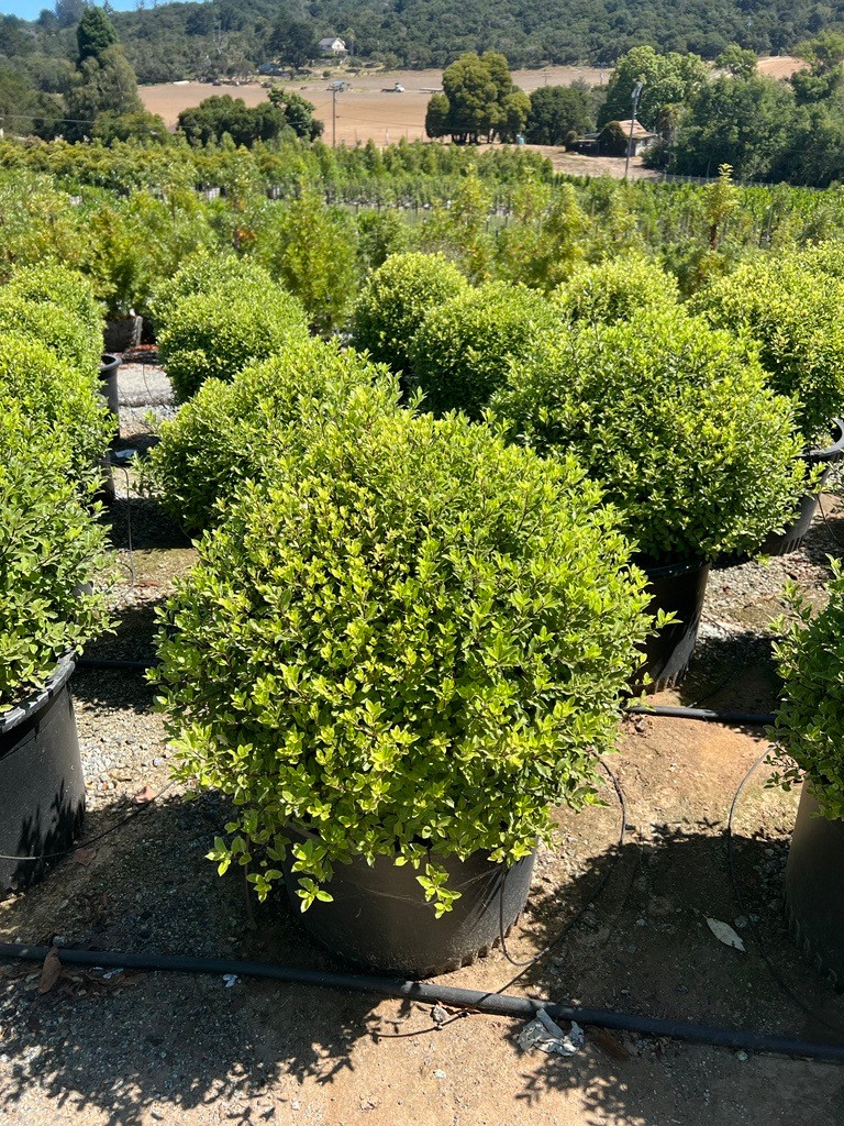 Pittosporum tenuifolium 'Golf Ball' - Devil Mountain Wholesale Nursery