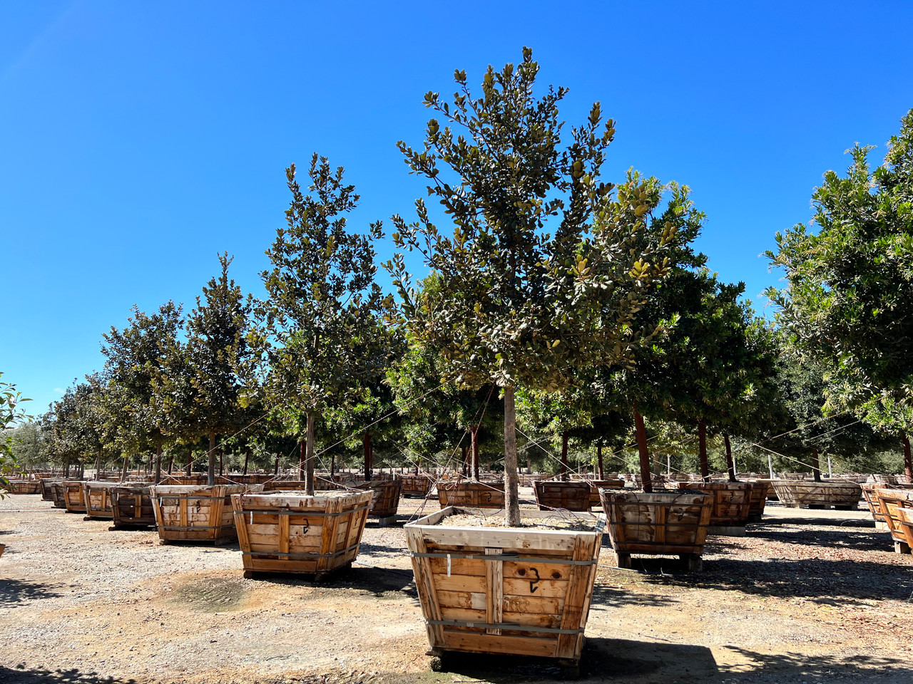 Quercus rugosa - Devil Mountain Wholesale Nursery