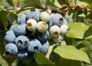 Blueberry 'O'Neal' Southern Highbush - Devil Mountain Wholesale Nursery