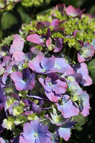 Hydrangea macrophylla 'Mathilda Gutges' - Devil Mountain Wholesale Nursery