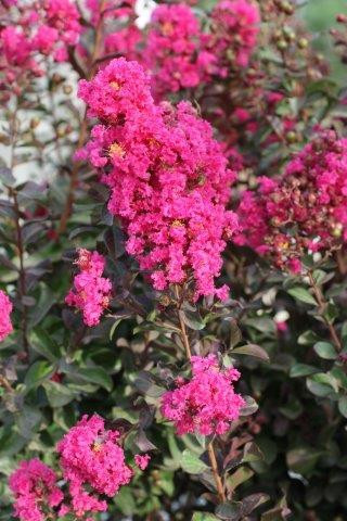 Lagerstroemia Pink Velour - Devil Mountain Wholesale Nursery