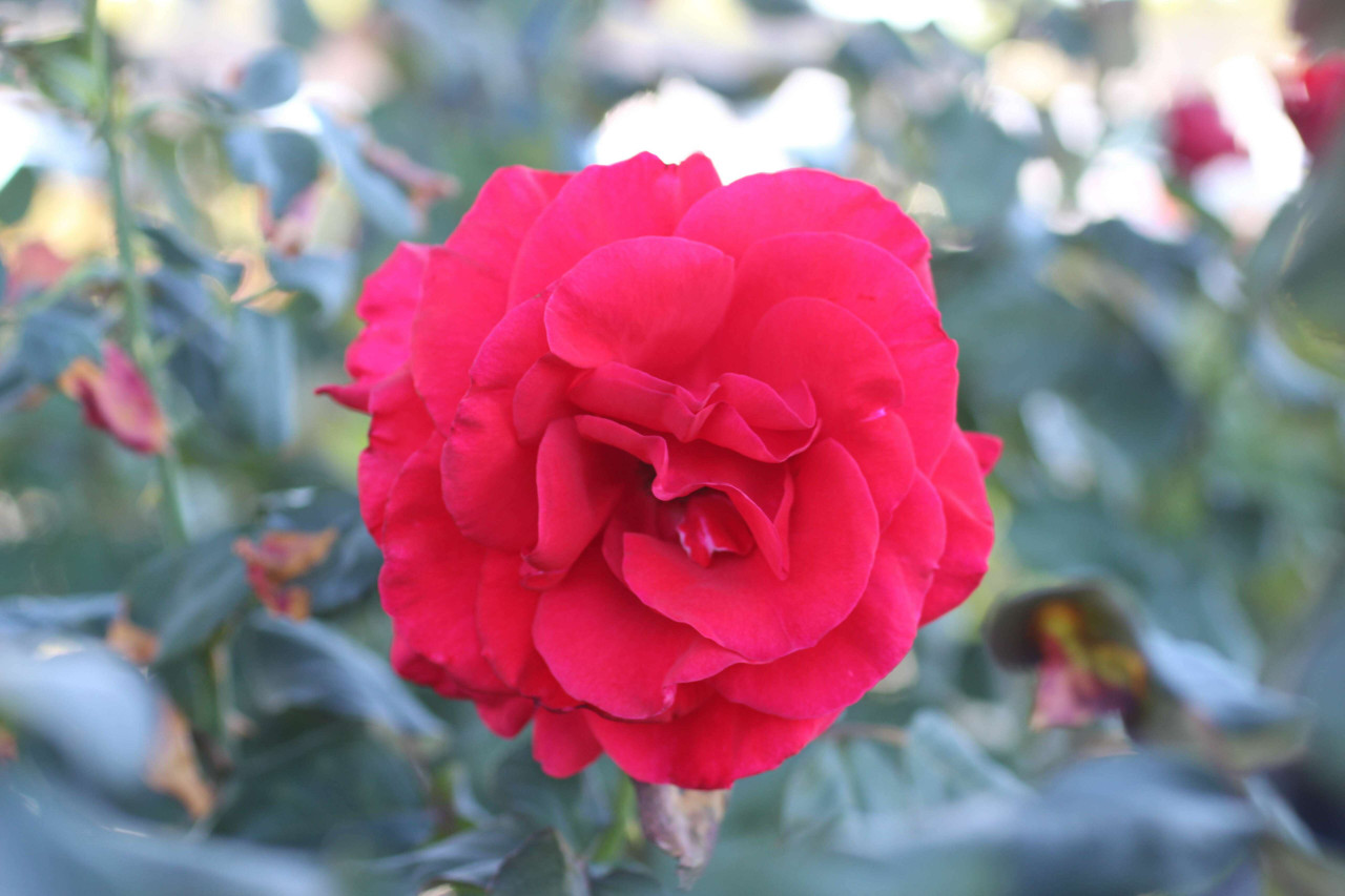 Rosa 'Neil Diamond' (Hybrid Tea) - Devil Mountain Wholesale Nursery