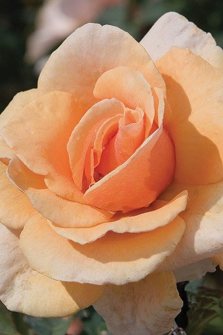 Rosa 'Neil Diamond' (Hybrid Tea) - Devil Mountain Wholesale Nursery