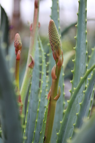 Aloe 'Cynthia Giddy' - Devil Mountain Wholesale Nursery