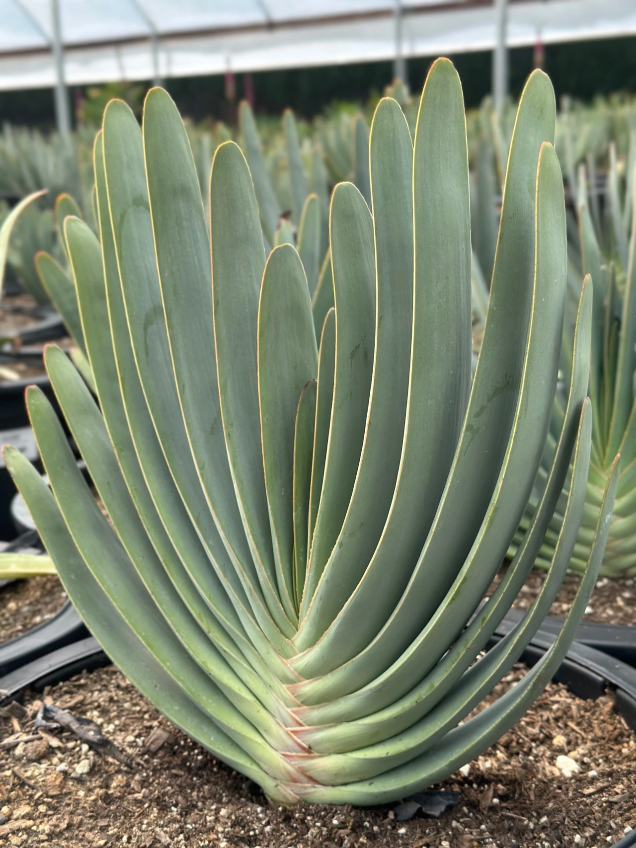 Aloe 'Delta Lights' - Devil Mountain Wholesale Nursery