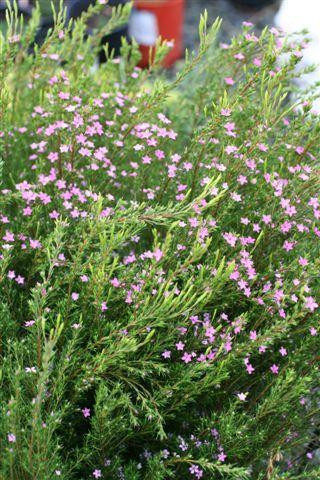 Coleonema pulchrum - Devil Mountain Wholesale Nursery