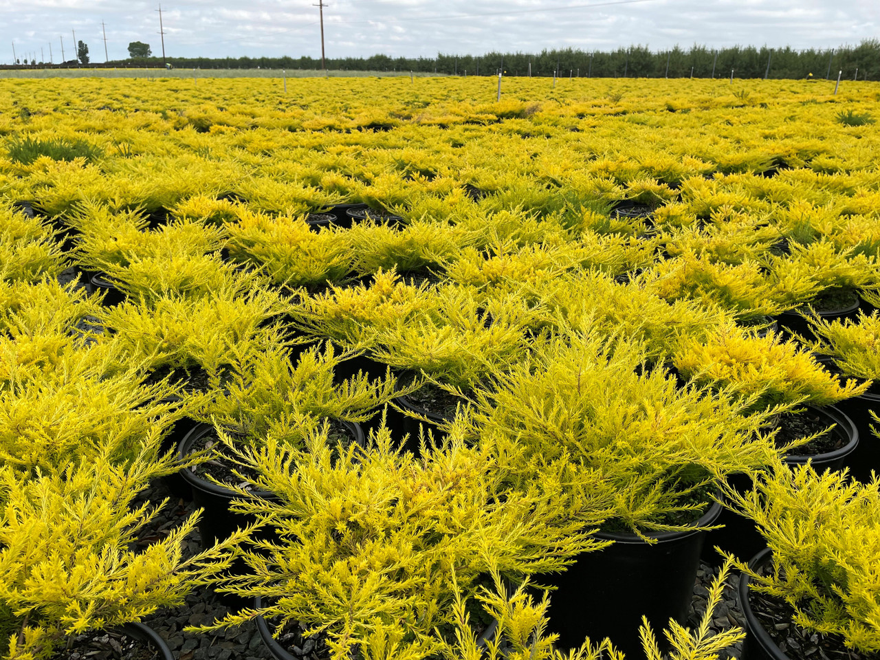 Coleonema pulchrum 'Sunset Gold' - Devil Mountain Wholesale Nursery