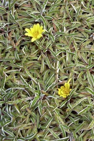 Lessingia filaginifolia 'Silver Carpet' - Devil Mountain Wholesale Nursery