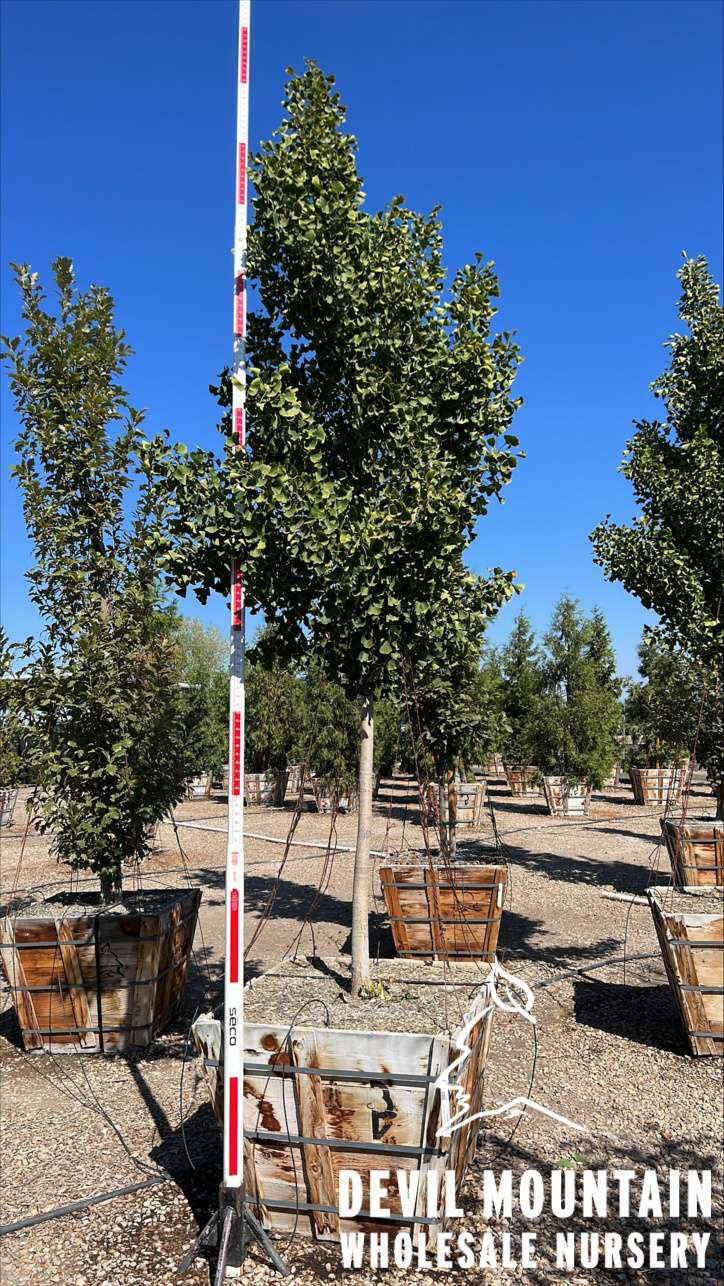 Ginkgo biloba Golden Colonnade - Devil Mountain Wholesale Nursery