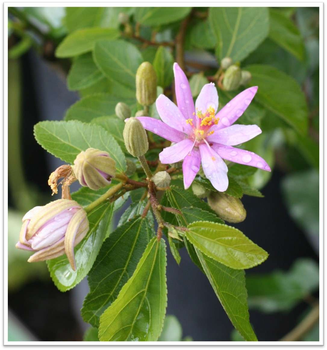 Grewia occidentalis - Devil Mountain Wholesale Nursery