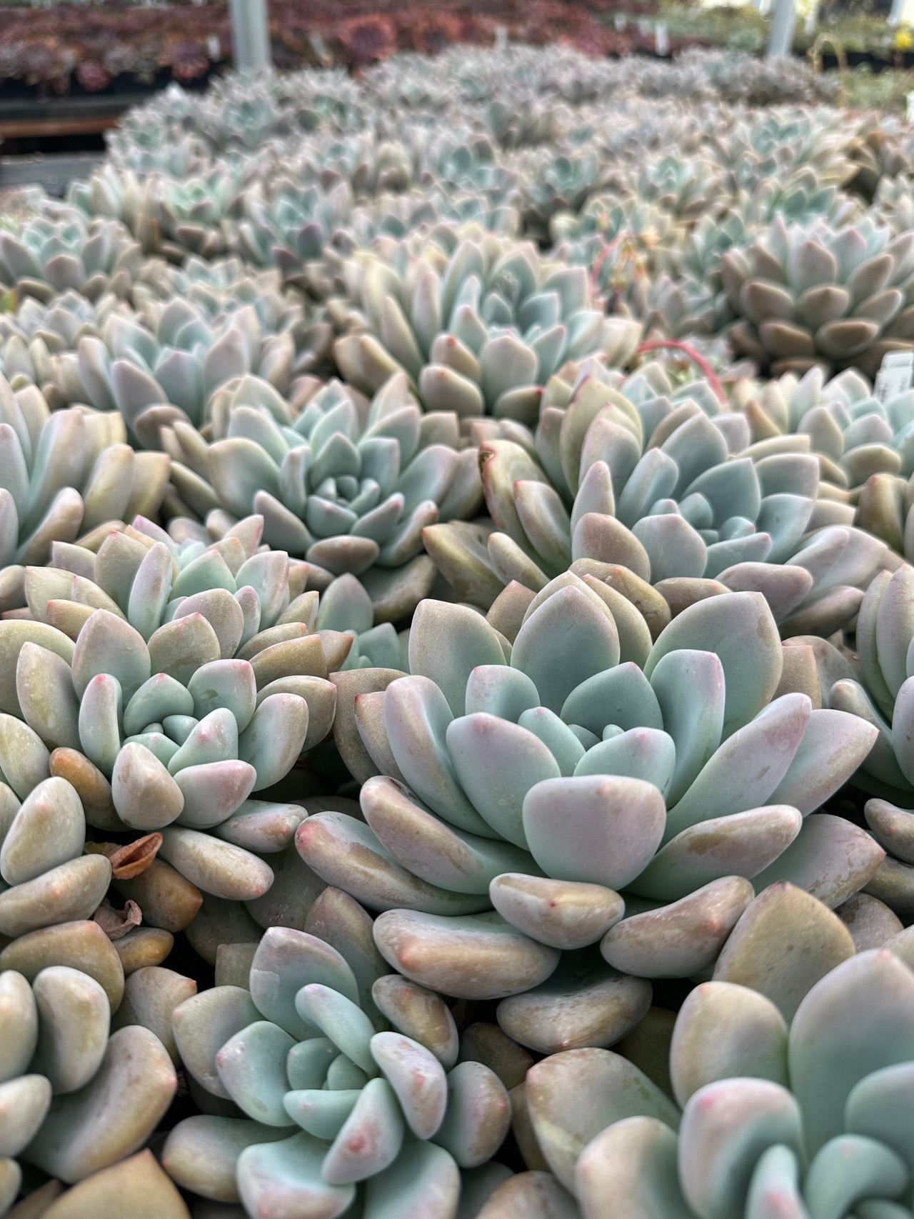 Graptoveria 'Opalina' - Devil Mountain Wholesale Nursery