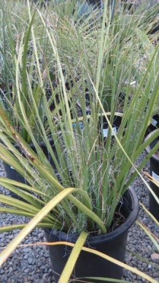 Lyonothamnus floribundus ssp. aspleniifolius - Devil Mountain Wholesale ...