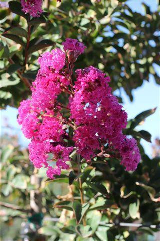 Lagerstroemia Petite Red Imp - Devil Mountain Wholesale Nursery