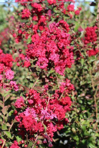 Lagerstroemia indica Petite 'Red Imp' - Devil Mountain Wholesale Nursery