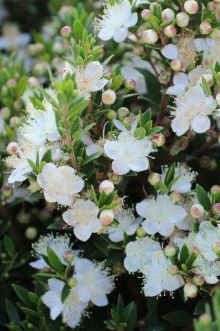 Myrtus communis 'Compacta' - Devil Mountain Wholesale Nursery