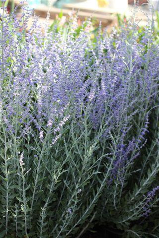 Monardella villosa 'Russian River' - Devil Mountain Wholesale Nursery