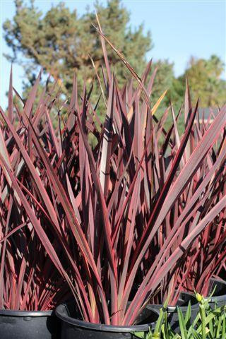 Phormium 'Amazing Red' - Devil Mountain Wholesale Nursery