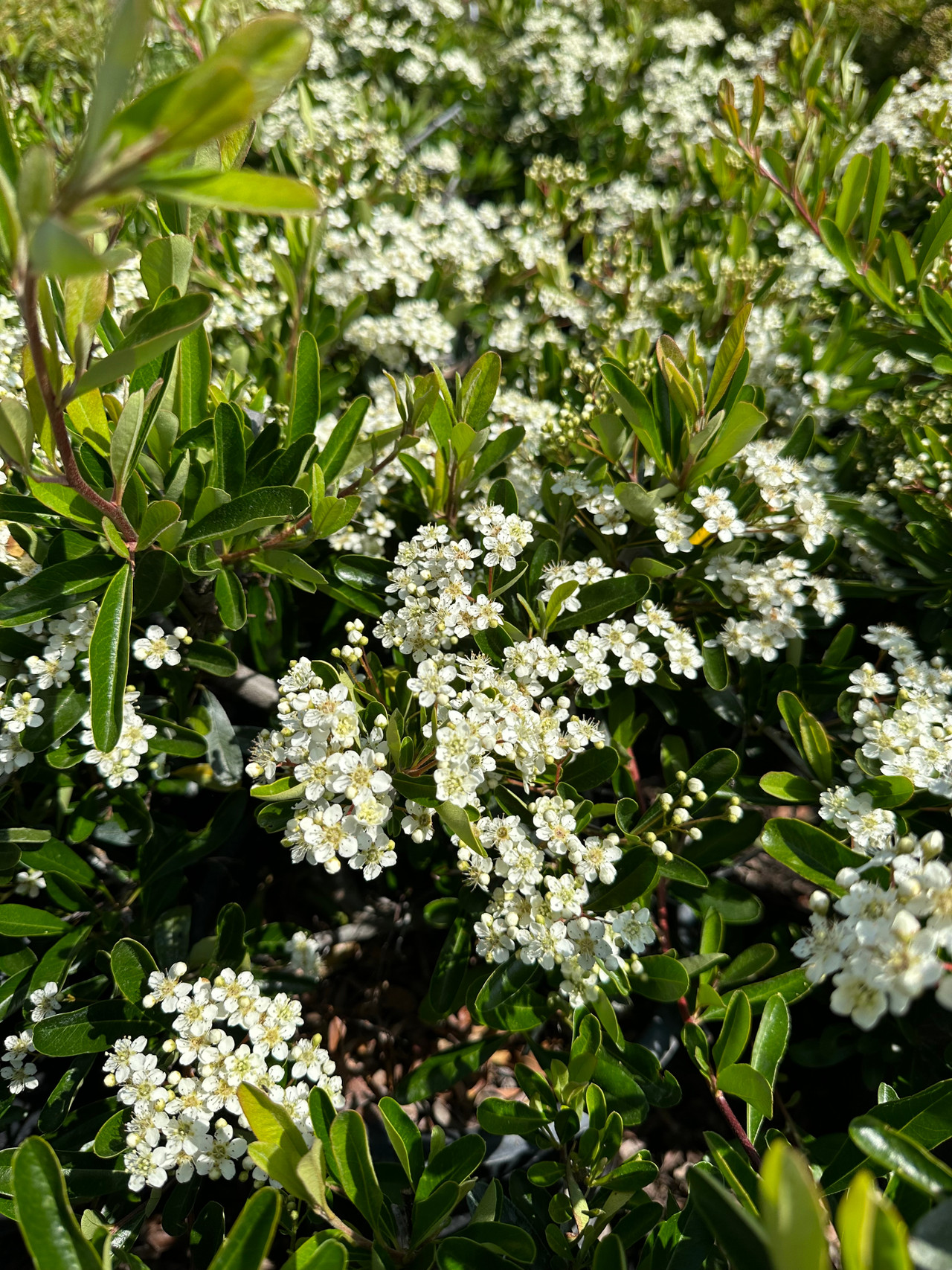 Pyracantha koidzumii 'Santa Cruz' - Devil Mountain Wholesale Nursery