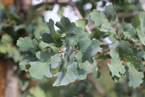 Quercus Kindred Spirit® - Devil Mountain Wholesale Nursery