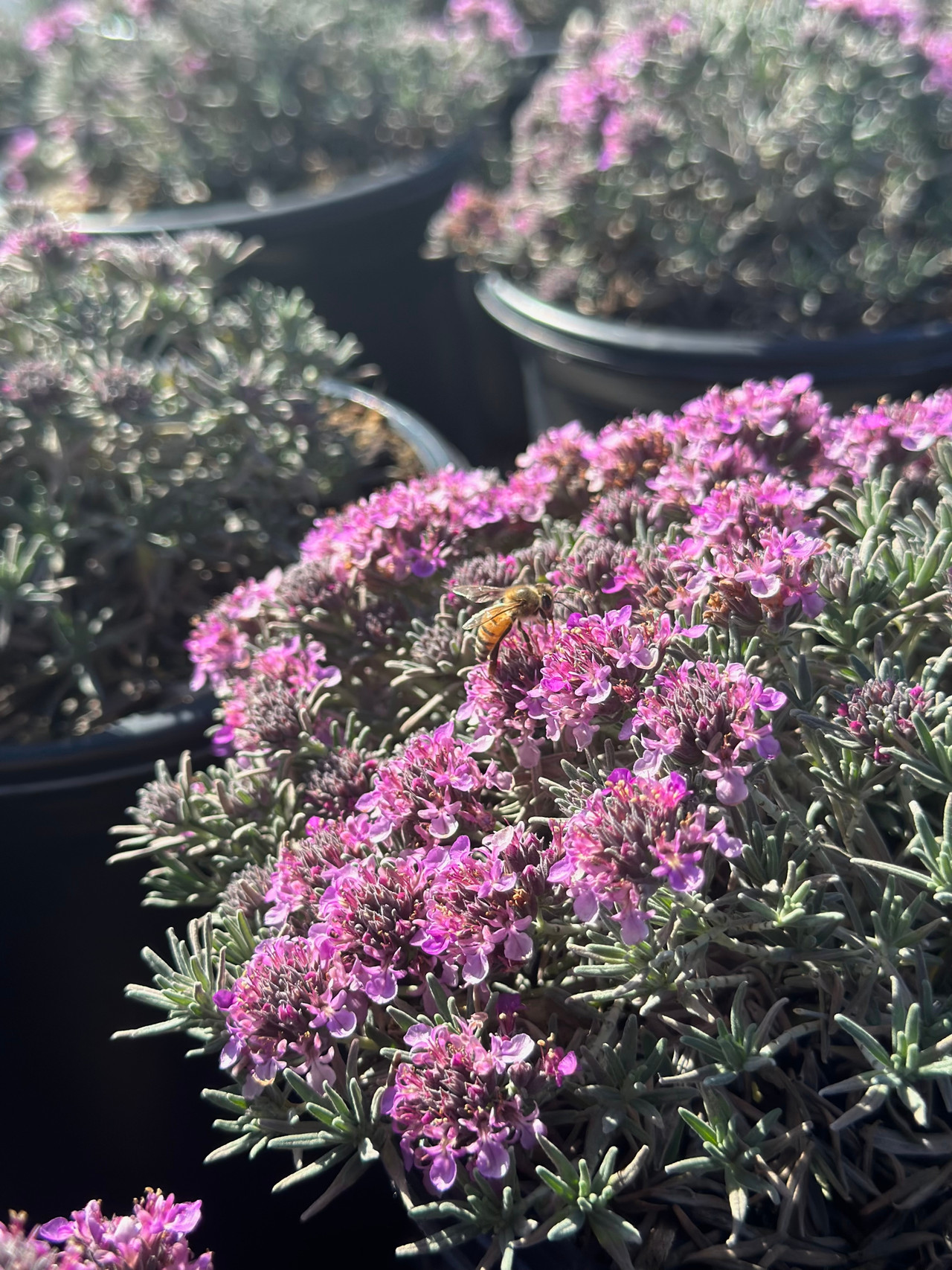 Teucrium cossonii majoricum - Devil Mountain Wholesale Nursery