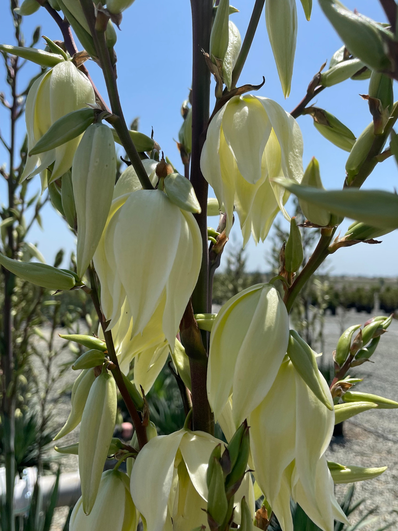Yucca 'Silver Anniversary' - Devil Mountain Wholesale Nursery