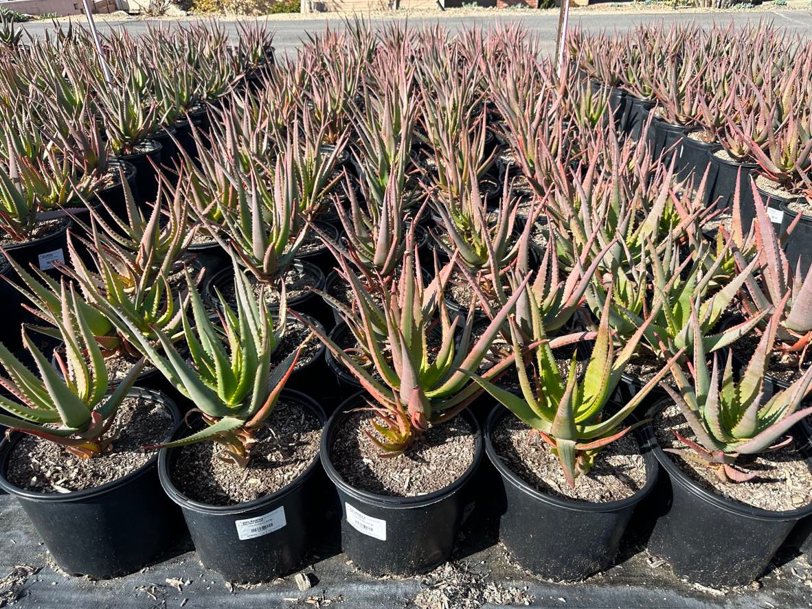 Aloe 'Delta Lights' - Devil Mountain Wholesale Nursery