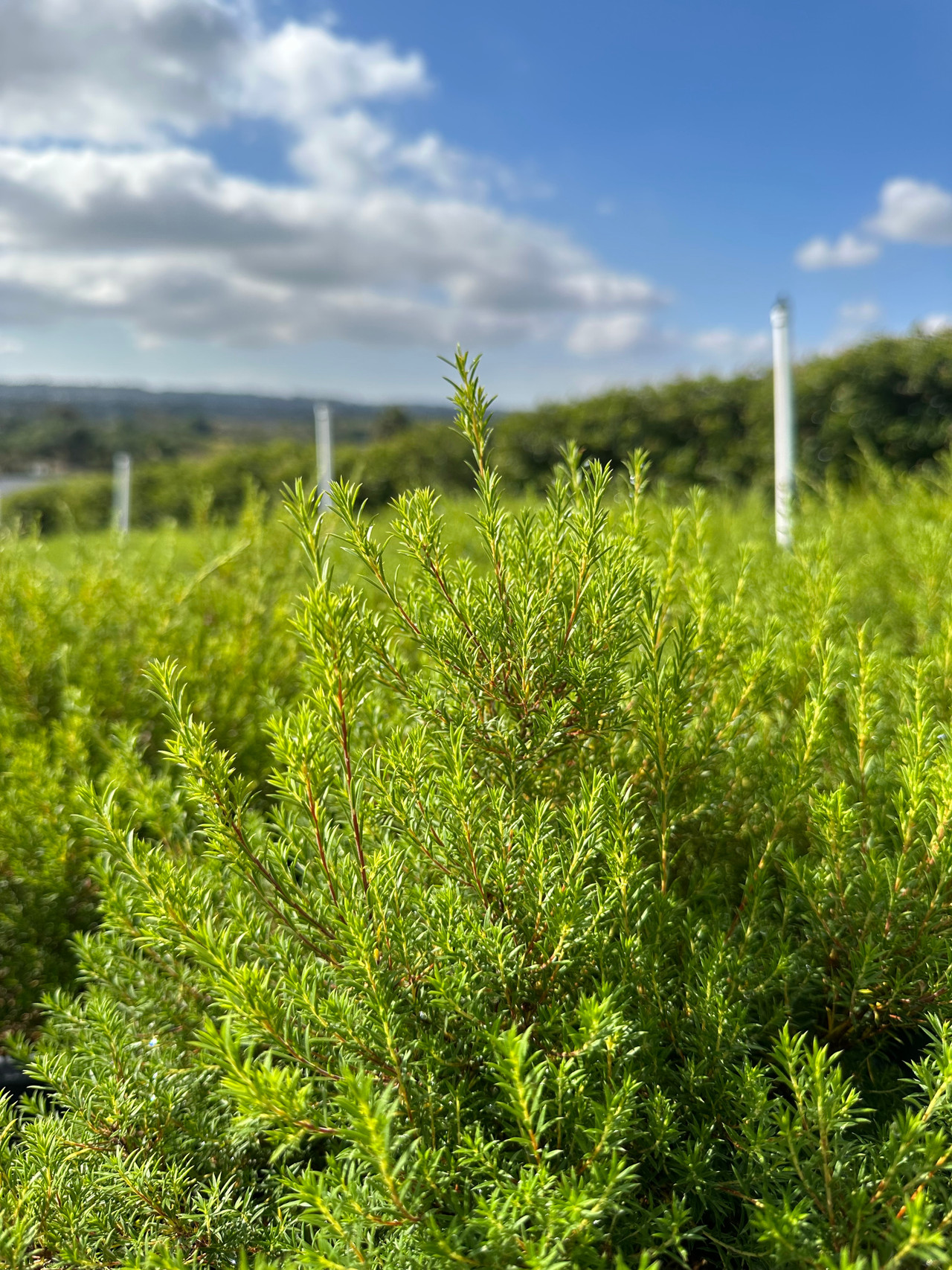 Coleonema pulchrum 'Compact Form' - Devil Mountain Wholesale Nursery