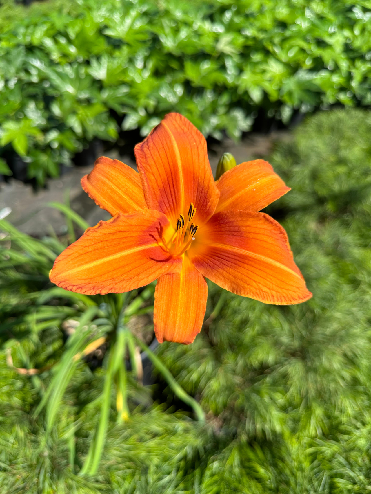 Hemerocallis 'Dark Orange' - Devil Mountain Wholesale Nursery