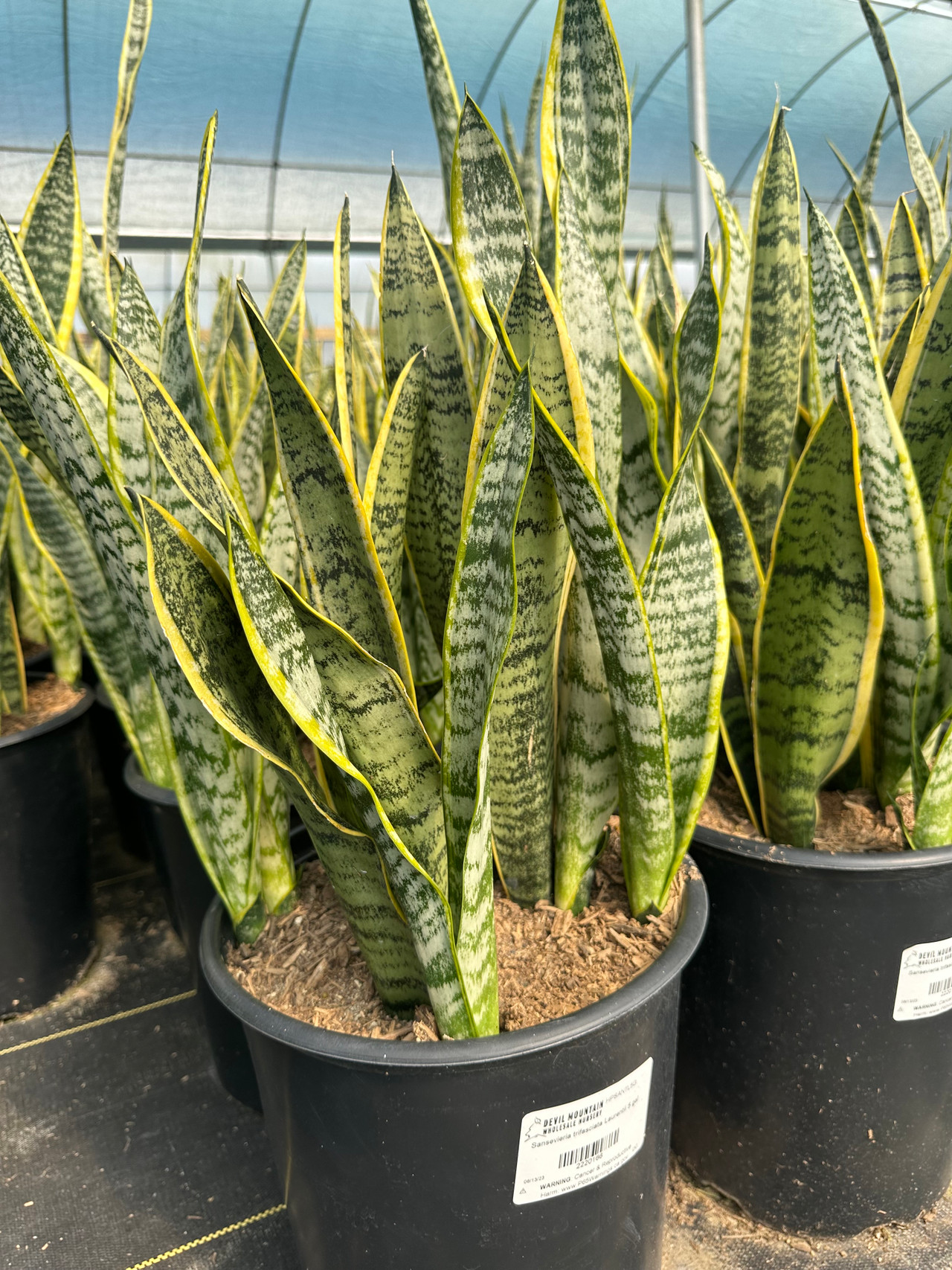 Sansevieria trifasciata 'Laurentii' - Devil Mountain Wholesale Nursery