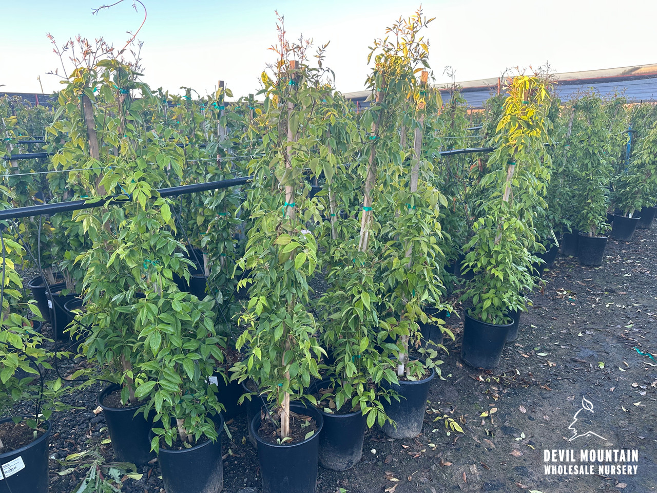 Pandorea jasminoides 'Rosea Superba' - Devil Mountain Wholesale Nursery
