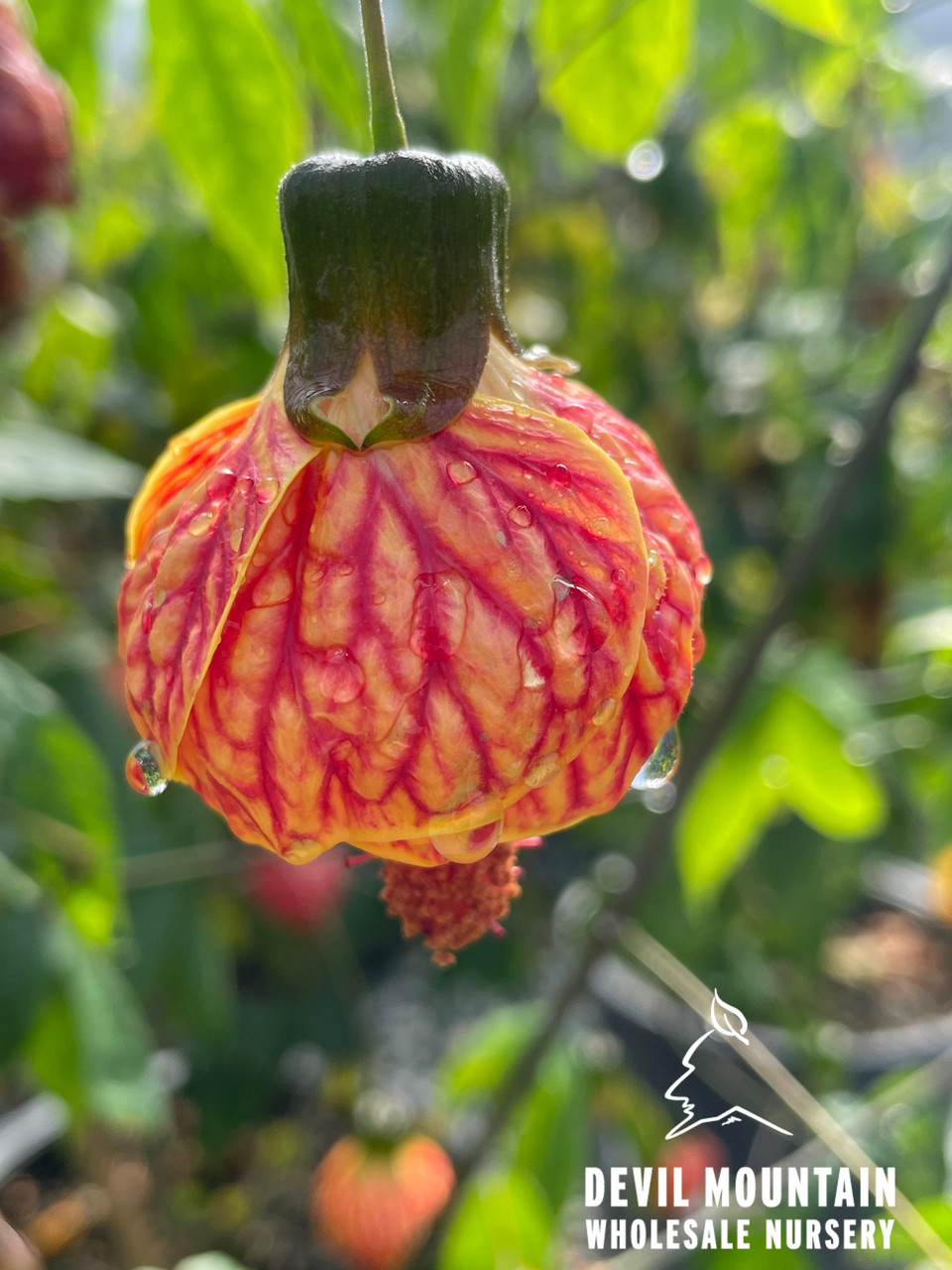 abutilon red tiger