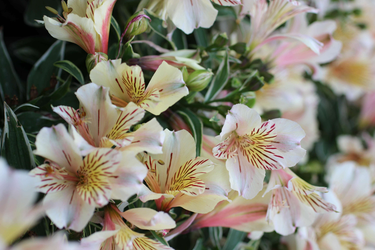 Alstroemeria Colorita Princess Fabiana (Yellow/White) - Devil Mountain ...
